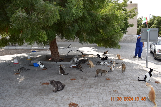 Caring for Stray Cats Builds Community in Ras Al Khaimah